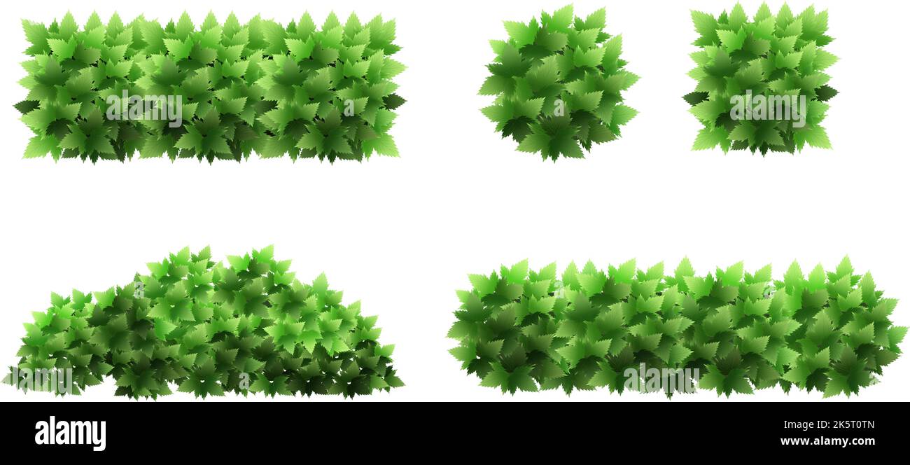 Realistic garden shrub, seasonal bush, boxwood, tree crown bush foliage ...