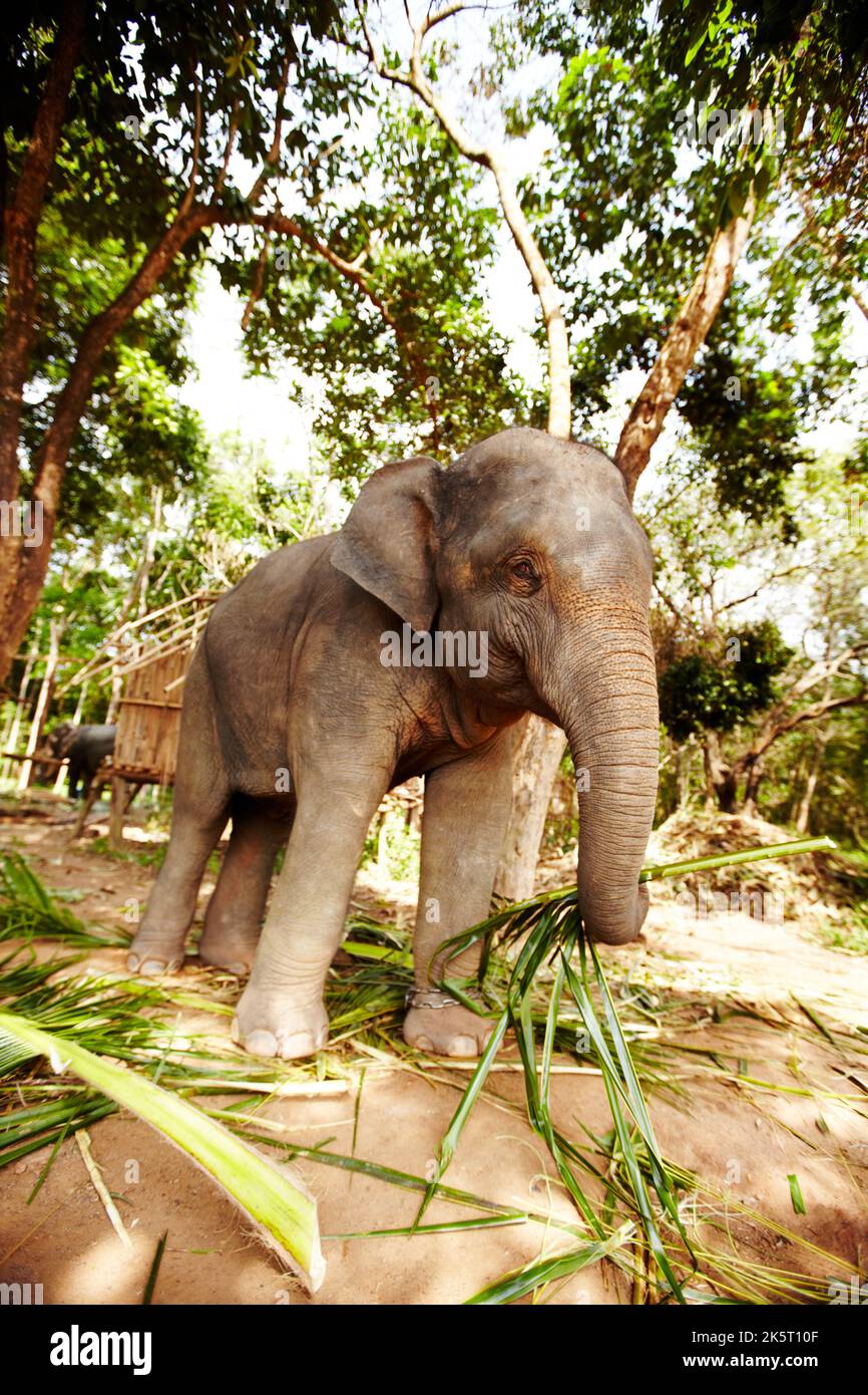 Enjoying a snack. A captive young elephant picking up leaves to eat ...