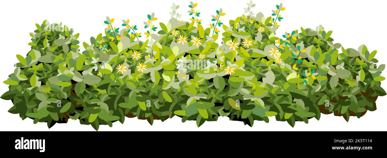 Realistic garden shrub, seasonal bush, boxwood, tree crown bush foliage ...