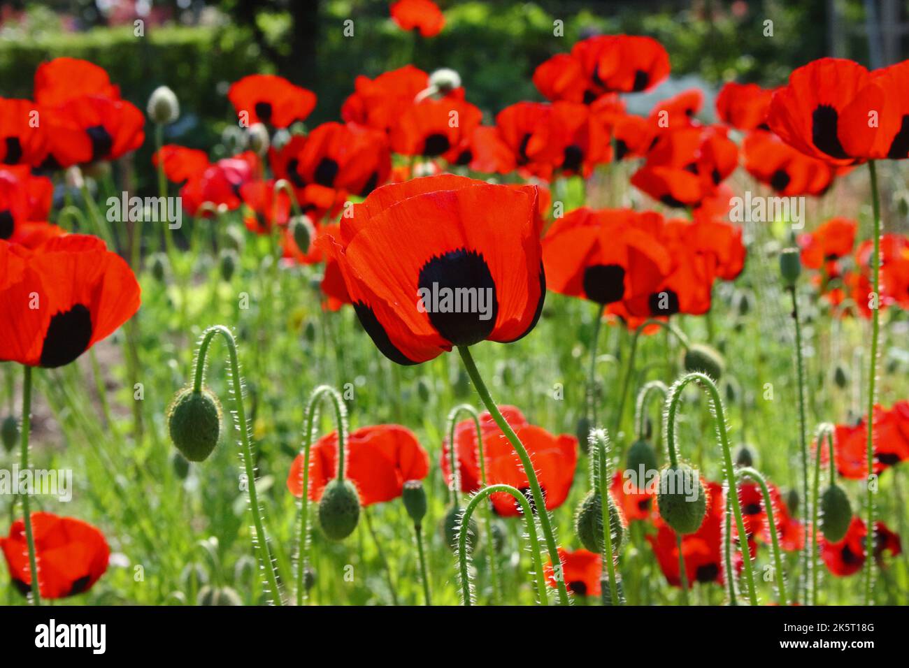 Ladybird Poppy(Papaver commutatum 'Ladybird') in garden Stock Photo - Alamy
