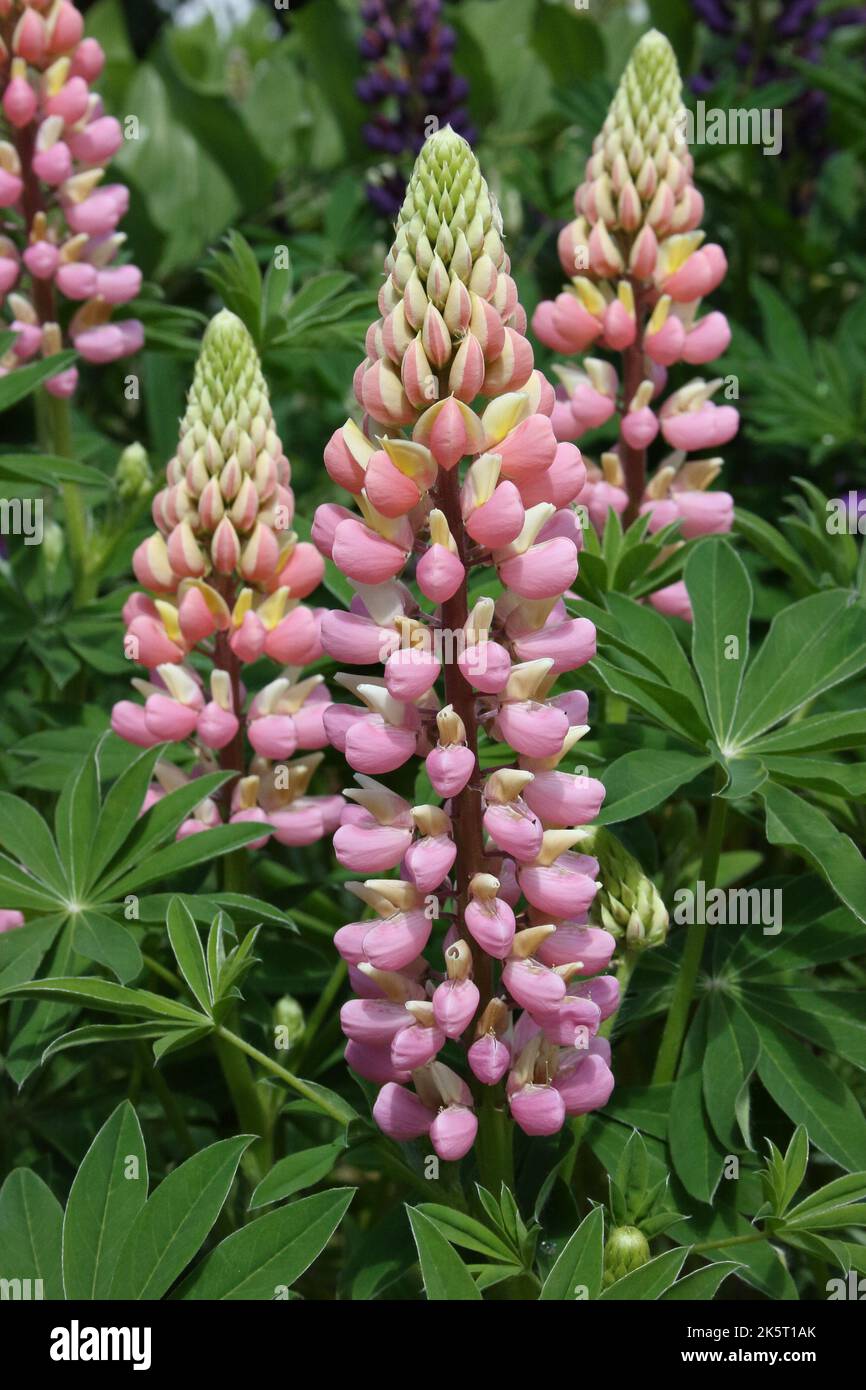 Large-leaved Lupine(Lupinus polyphyllus 'The Chatelaine') flower spikes ...