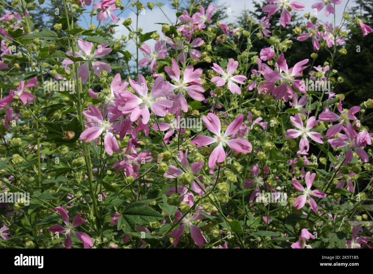 Kashmir tree hi-res stock photography and images - Alamy