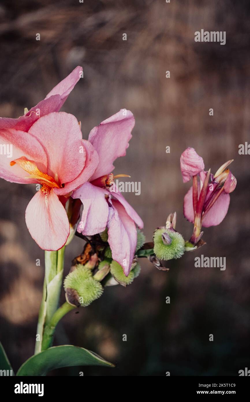 Variety of colorful flowers for decoration Stock Photo - Alamy