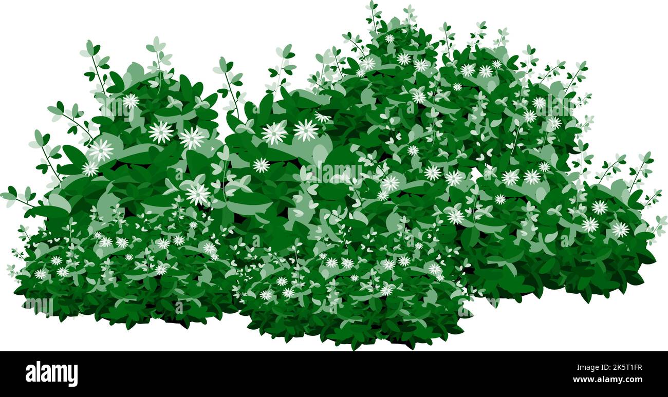Realistic garden shrub, seasonal bush, boxwood, tree crown bush foliage ...