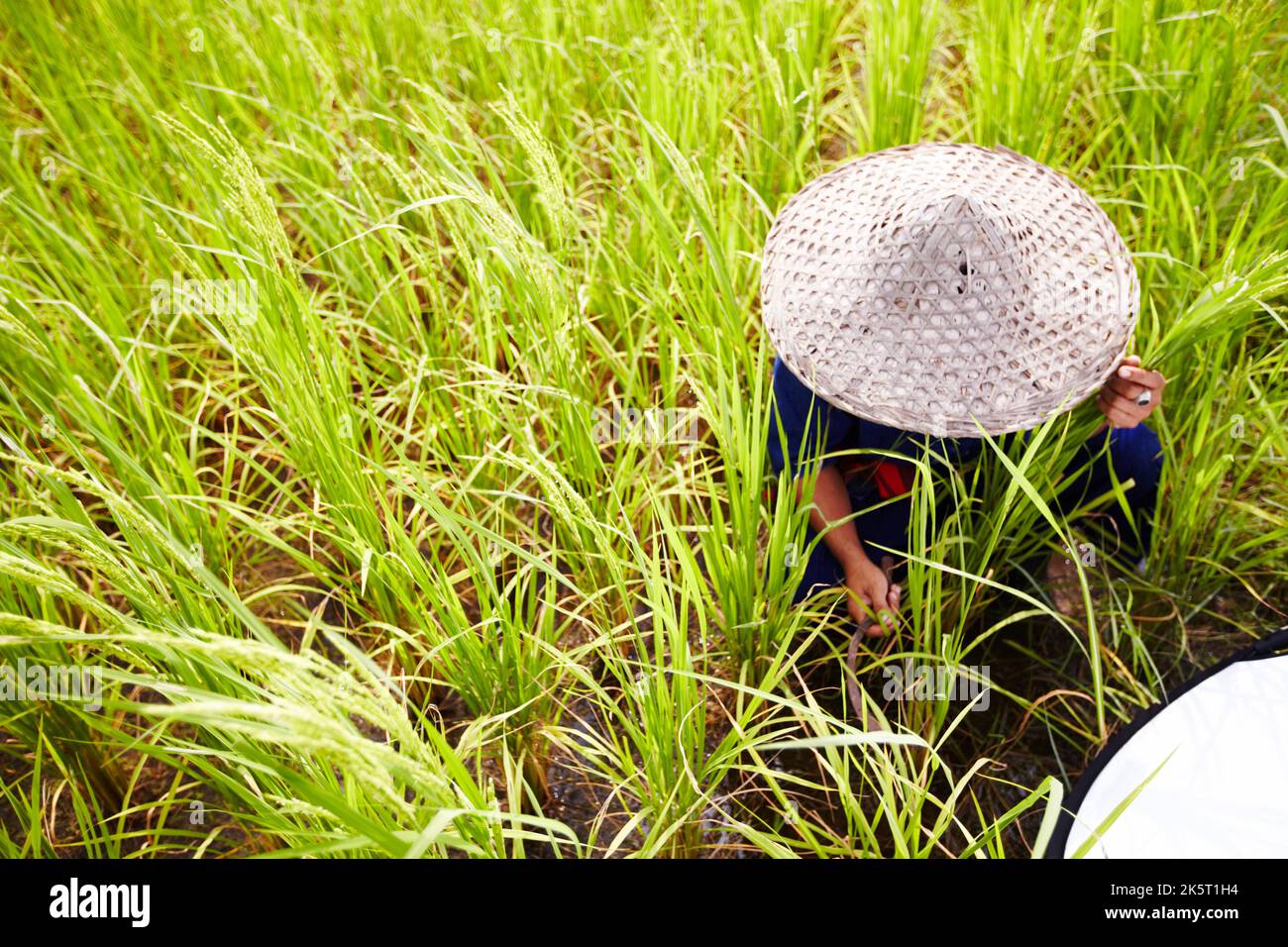 Living off the land. A worker kneels and prepares to begin harvesting ...
