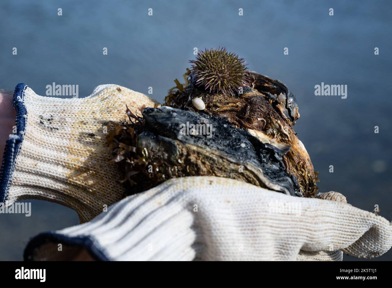 Green sea urchin or shore sea urchin (Psammechinus miliaris) on an ...
