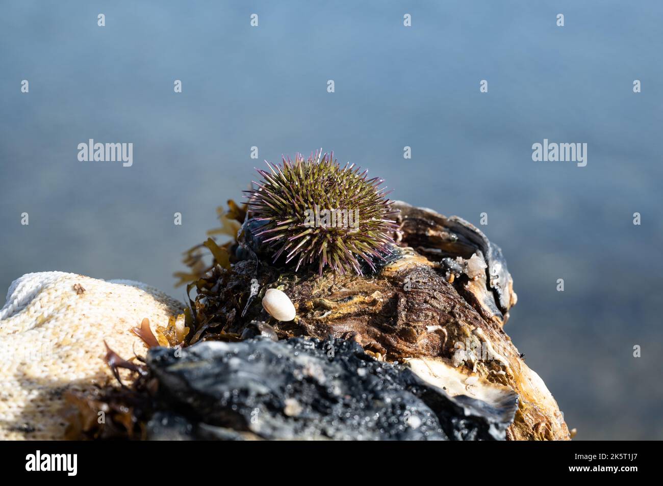 Green sea urchin or shore sea urchin (Psammechinus miliaris) on an ...