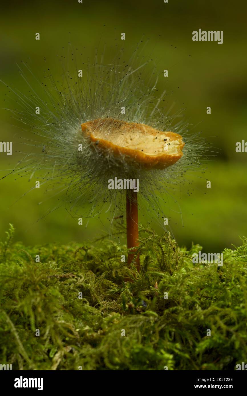 Small mould hi-res stock photography and images - Alamy