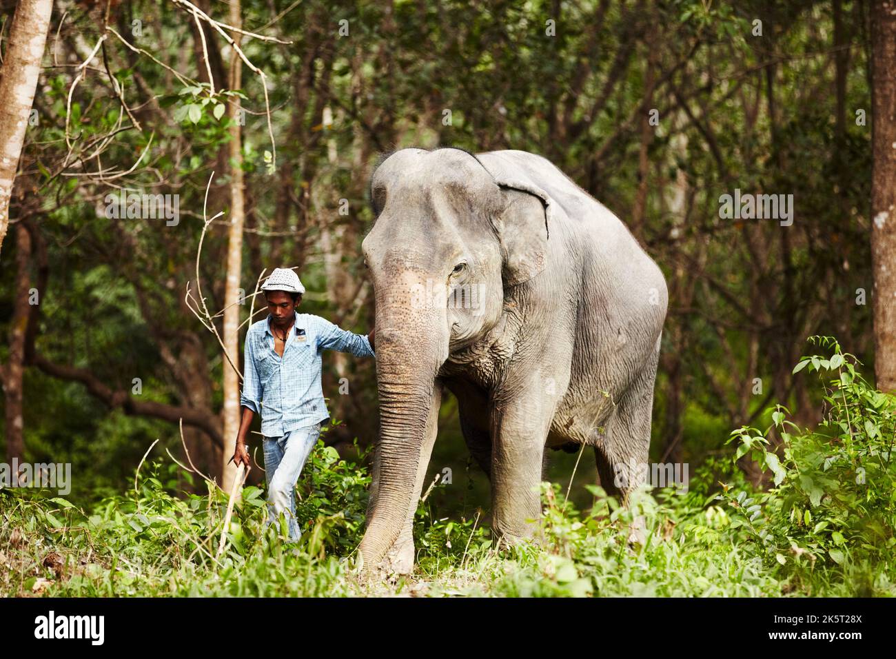 Walking through an elephant reserve. A Thai keeper leading an Asian ...
