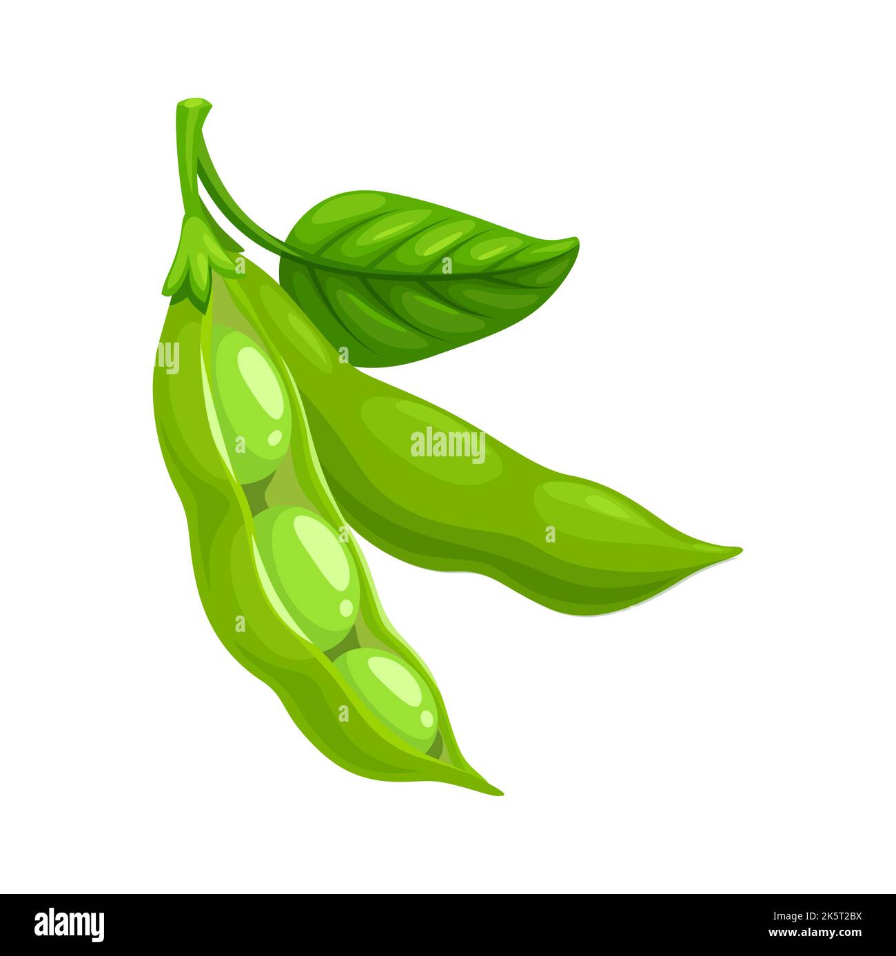 Isolated ripe soybeans pod with green leaf. Soya raw seed, vegan food ...