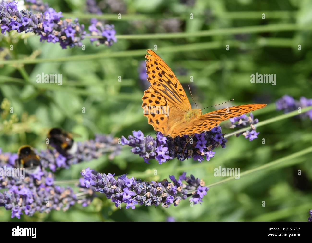 Kaisermantel, Argynnis paphia gehoert zu den Edel- Schmetterlingen und ...