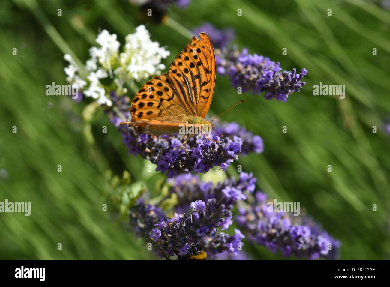 Kaisermantel, Argynnis paphia gehoert zu den Edel- Schmetterlingen und ...