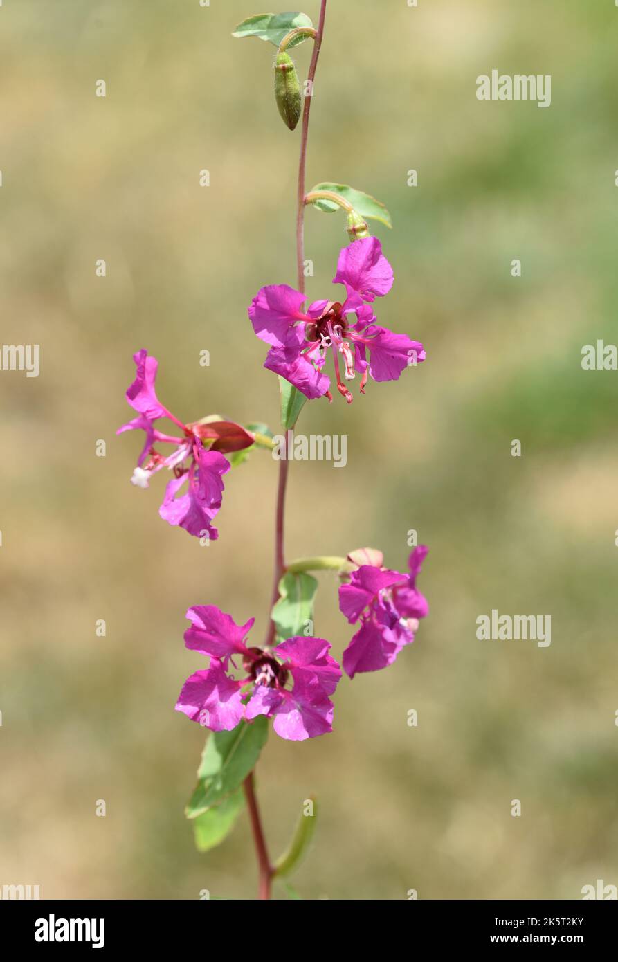 Klarkie, Clarkia pulchella ist eine huebsche Sommerblume mit lila ...