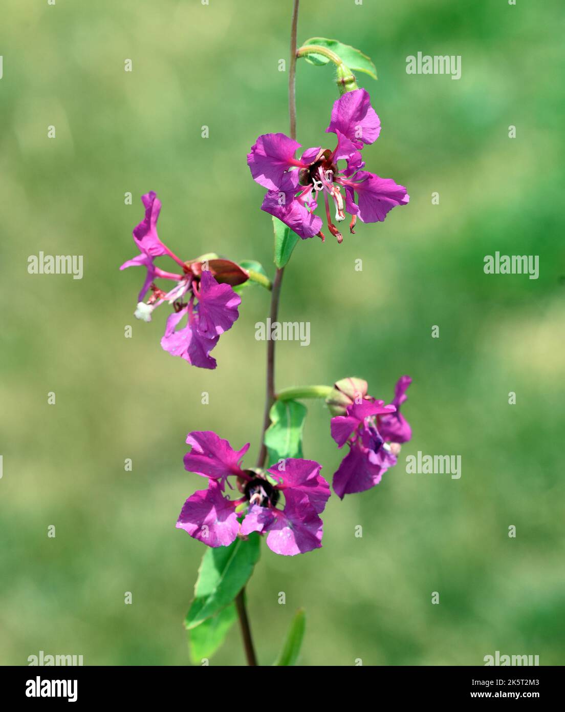 Klarkie, Clarkia pulchella ist eine huebsche Sommerblume mit lila ...