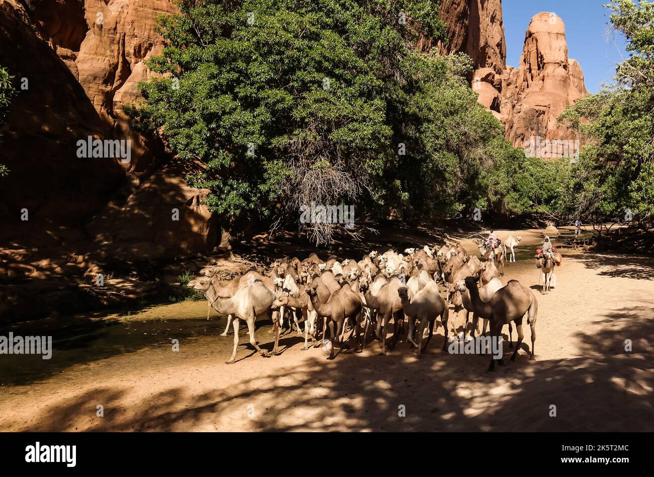 Portrait of drinking camels in canyon aka guelta Bashikele in East ...