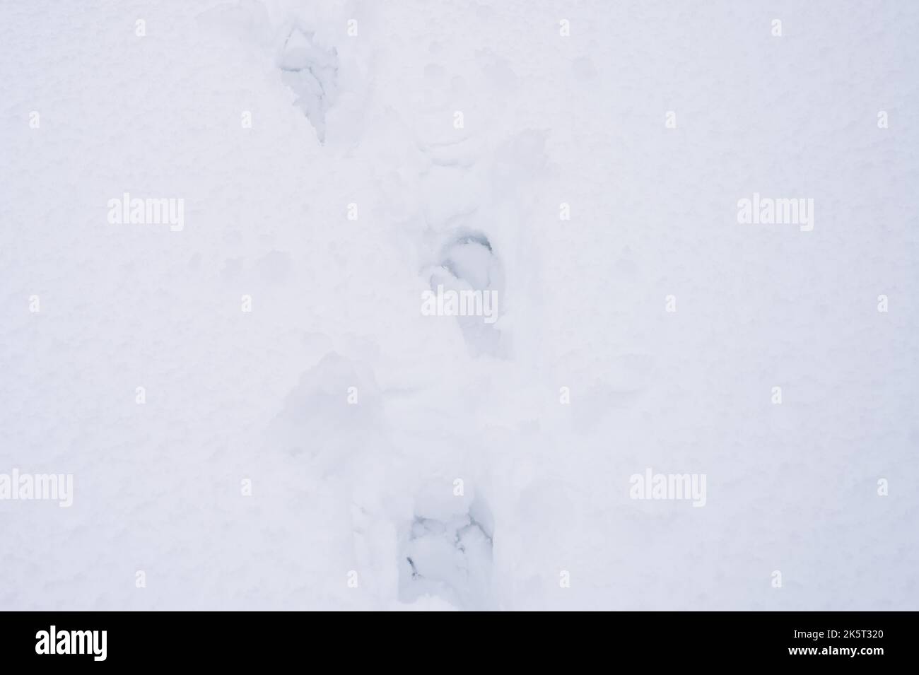 winter background texture fresh snow surface covering ground and ...
