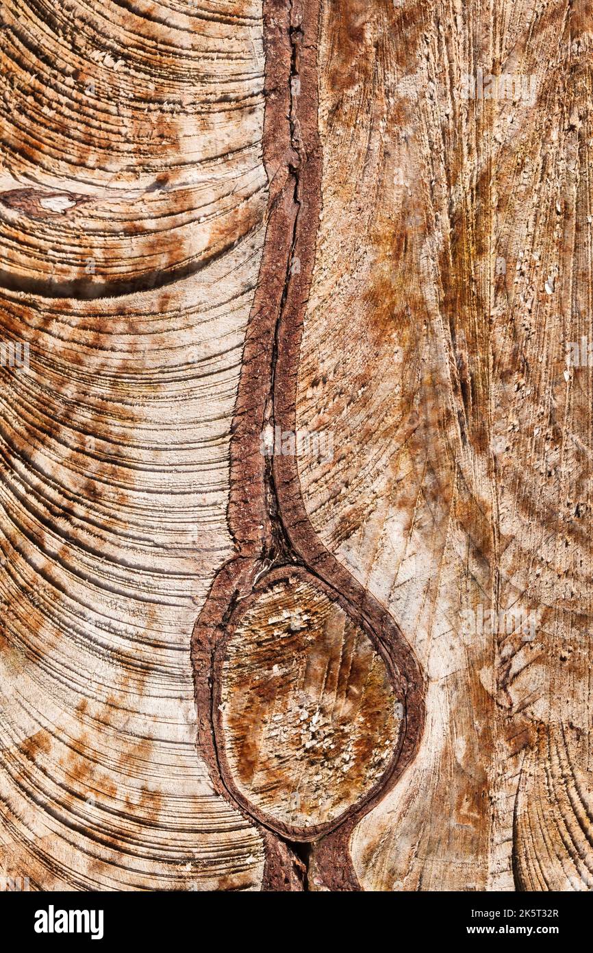 Surface wooden pattern of cut trees grown close together (copy space ...