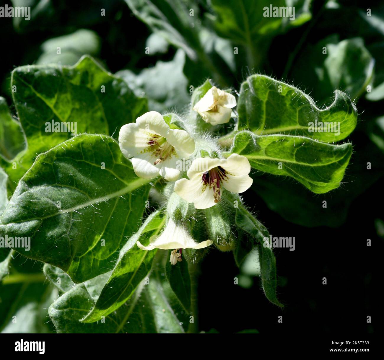 Arzneipflanze white henbane hi-res stock photography and images - Alamy