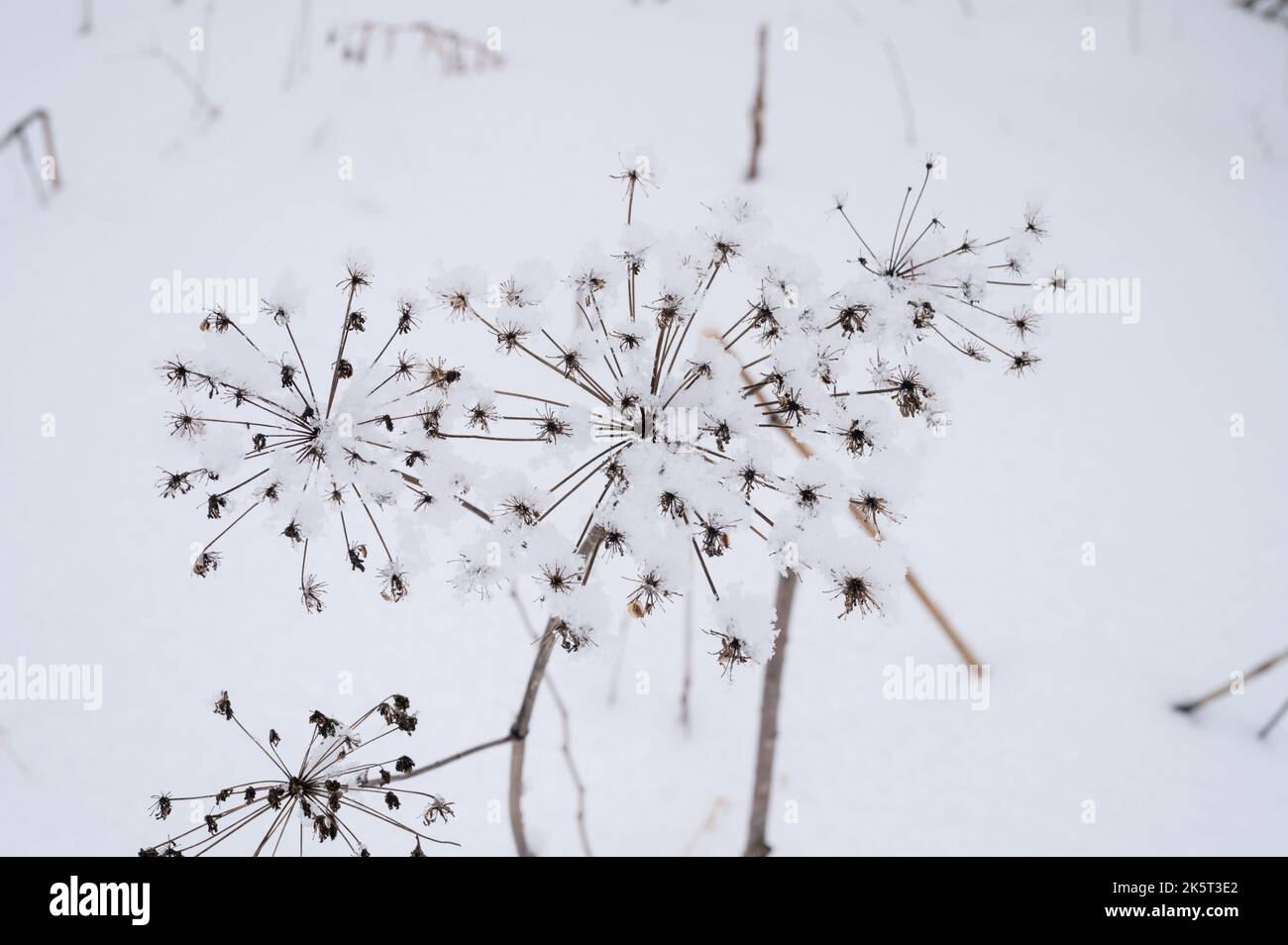 snowy winter season in nature. fresh icy frozen snow and snowflakes ...