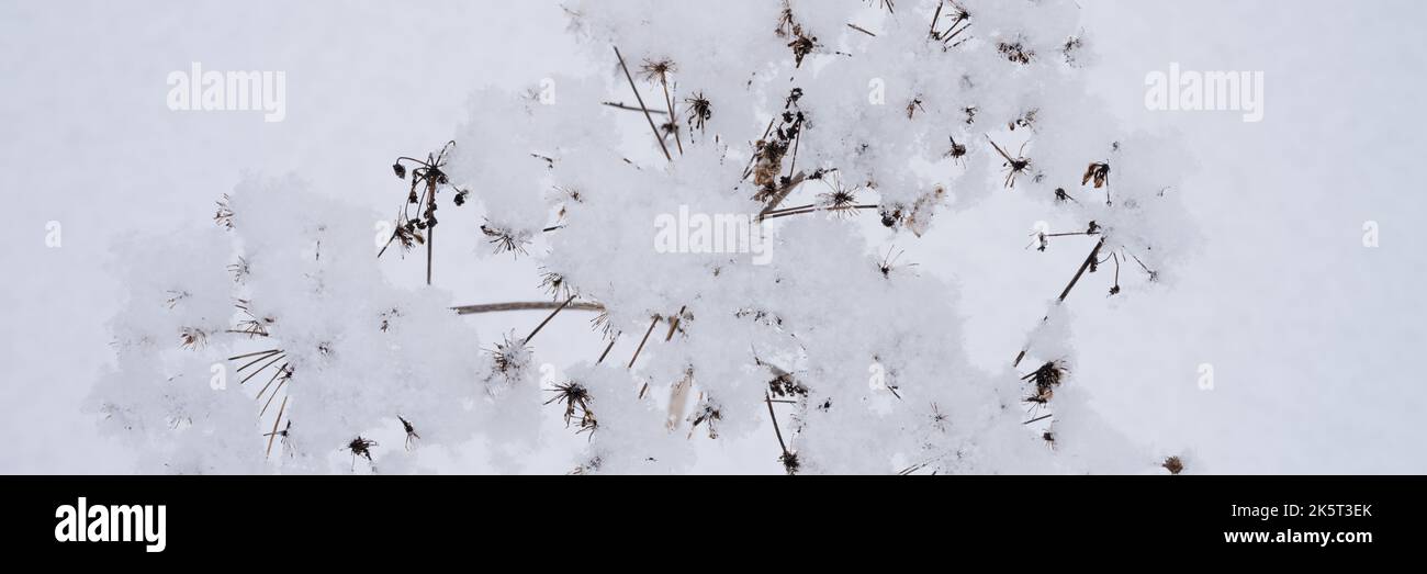 snowy winter season in nature. fresh icy frozen snow and snowflakes ...