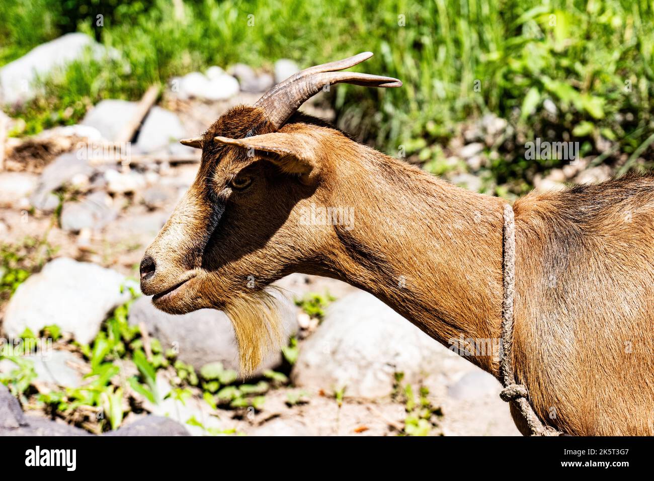 Side View of a goat Stock Photo - Alamy