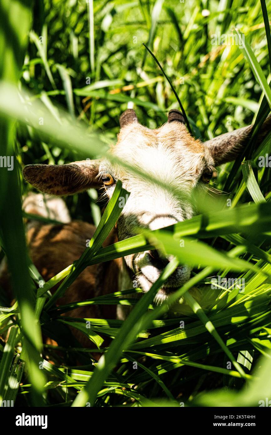 A wild goat in the bush hiding Stock Photo - Alamy