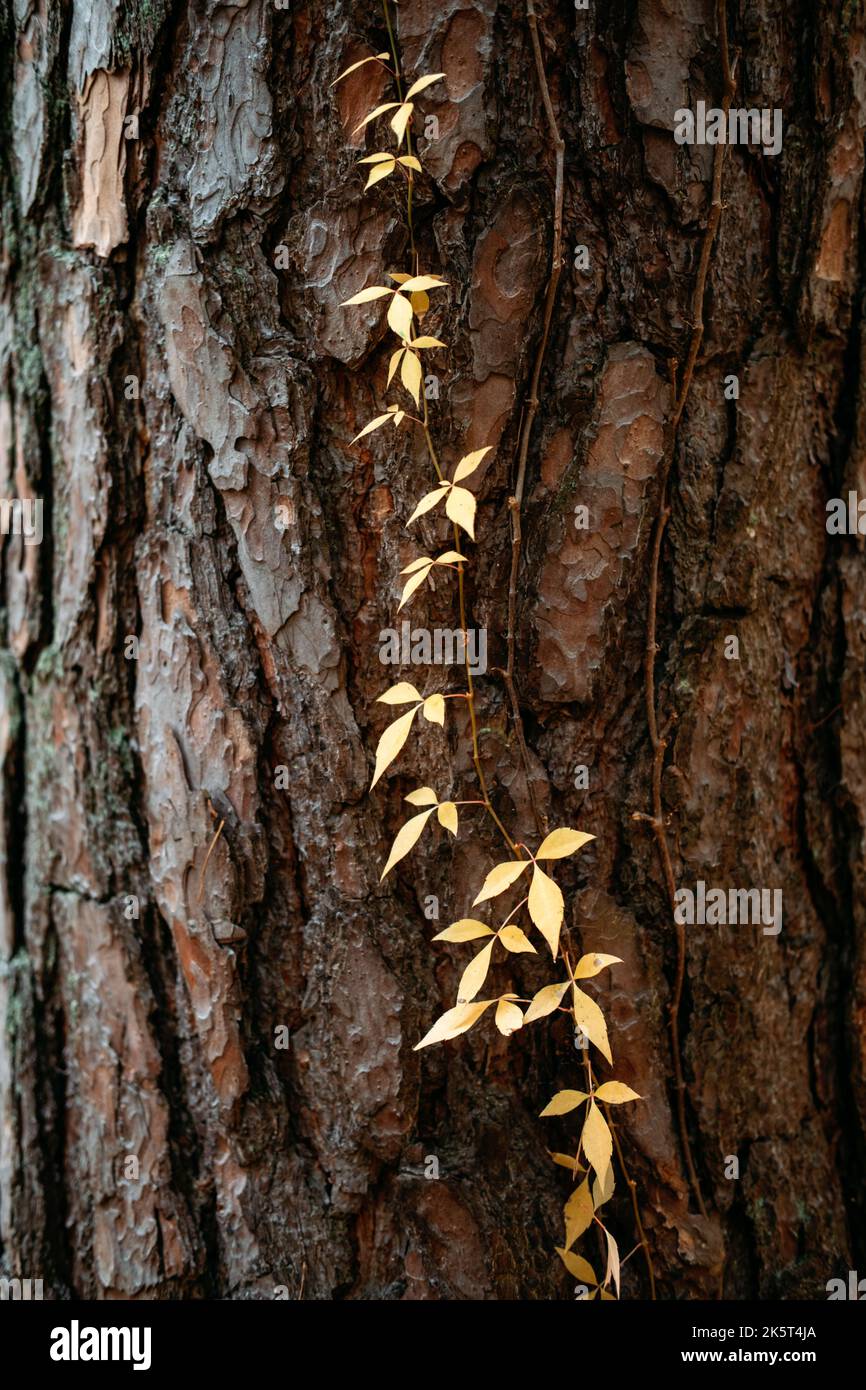 Autumn background tree bark with red Virginia creeper leaves ...