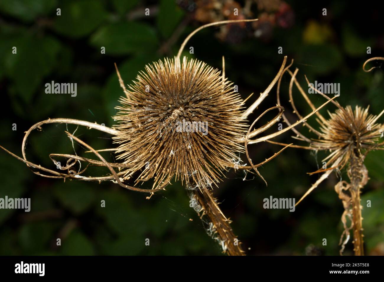 Seed pods in autumn hi-res stock photography and images - Alamy