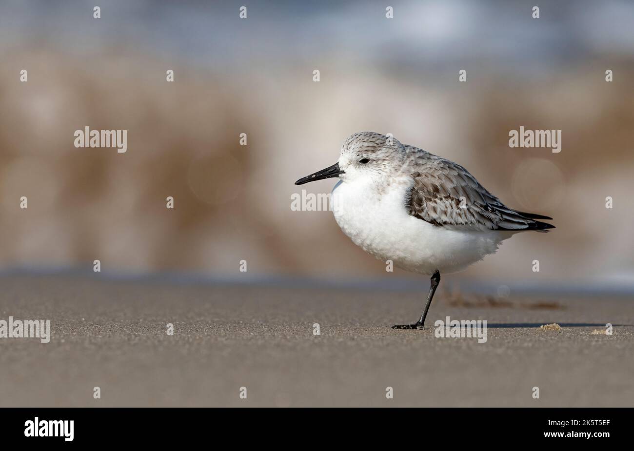 Sanderling, Calidris alba, adult non breeding/ winter plumage bird ...