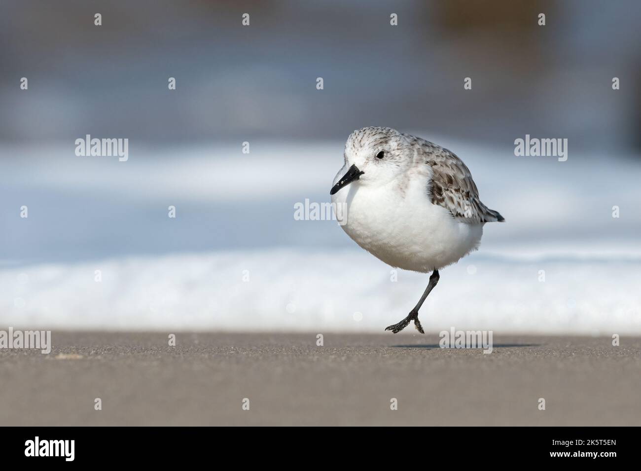 Sanderling, Calidris alba, adult non breeding/ winter plumage bird ...