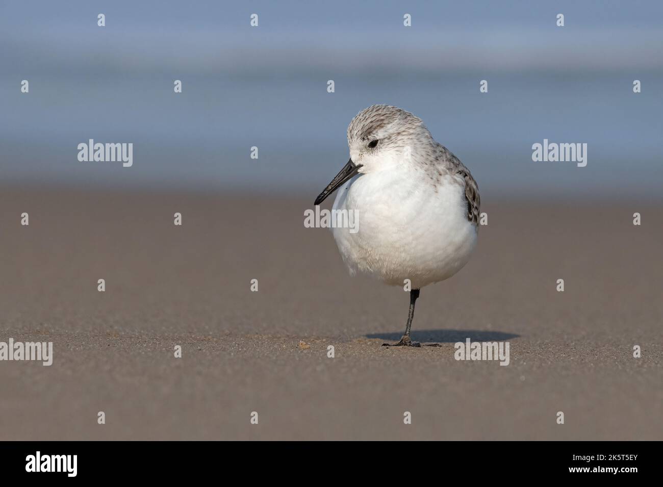 Sanderling, Calidris alba, adult non breeding/ winter plumage bird ...
