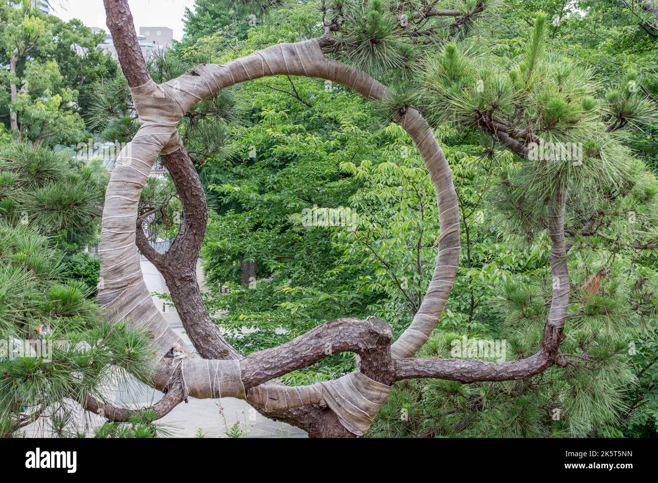 The pine tree of the moon - a tree twisted into a circle, Kiyomizu ...