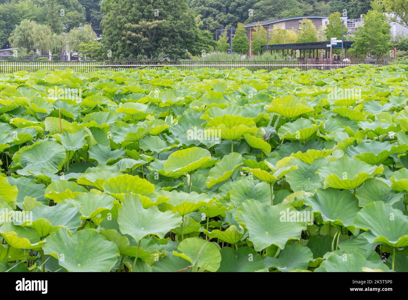 Lotus plants in the Lotus Pond (hasu no ike), in Shinobazu Pond, Ueno ...