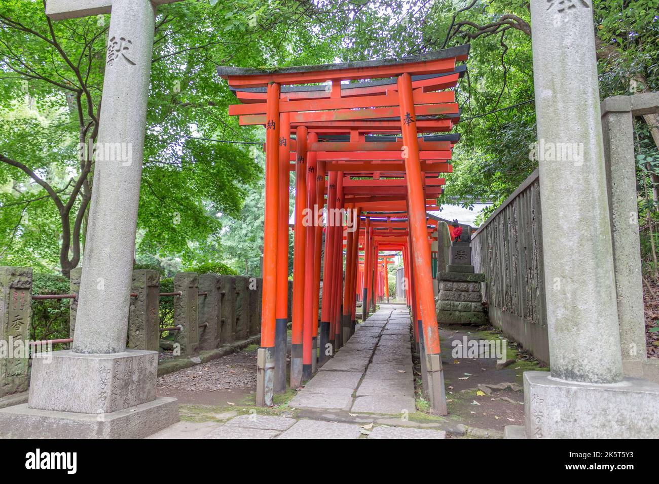 Tunnel of red torii gates, Nezu Shrine, Ueno, Tokyo, Japan Stock Photo ...