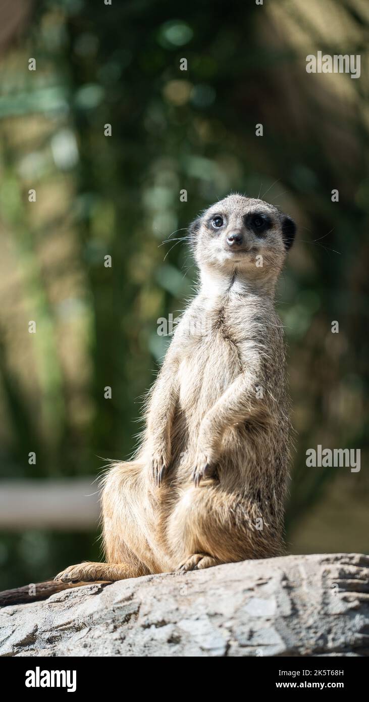 Beautiful high end photography by an amazing artist Stock Photo - Alamy