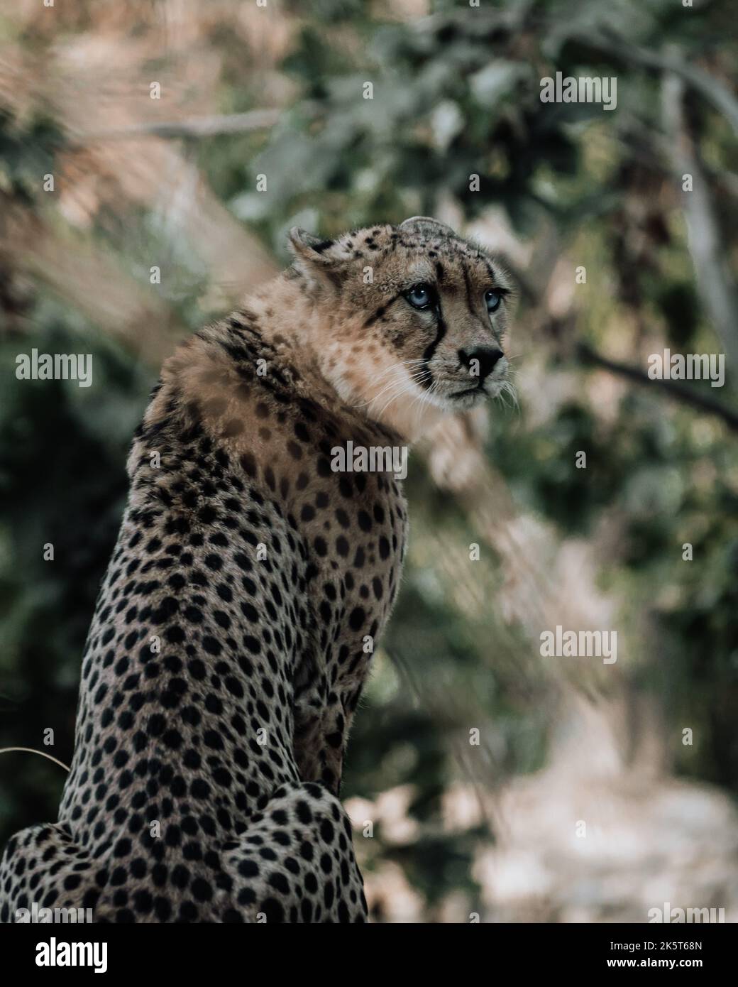 Beautiful high end photography by an amazing artist Stock Photo - Alamy