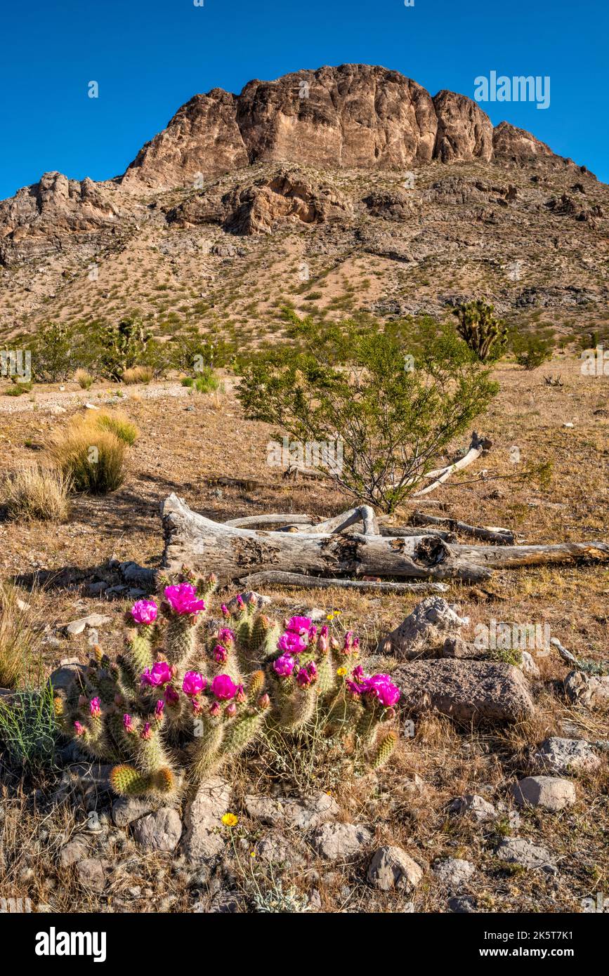 Strawberry Hedgehog Cactus, Bulldog Knolls, near Joshua Tree Natural ...