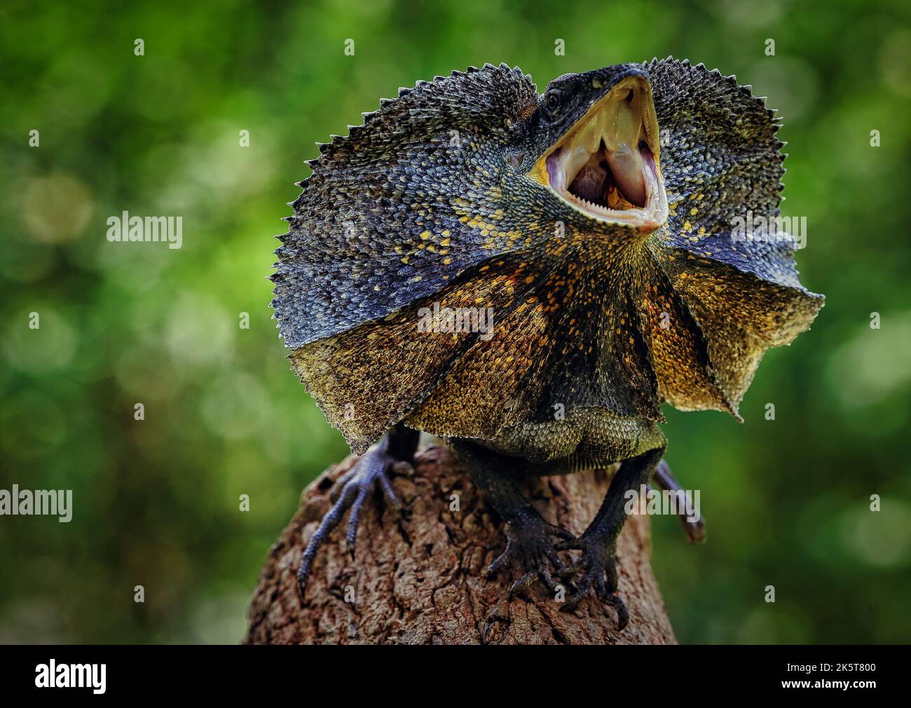 Fanning out hi-res stock photography and images - Alamy