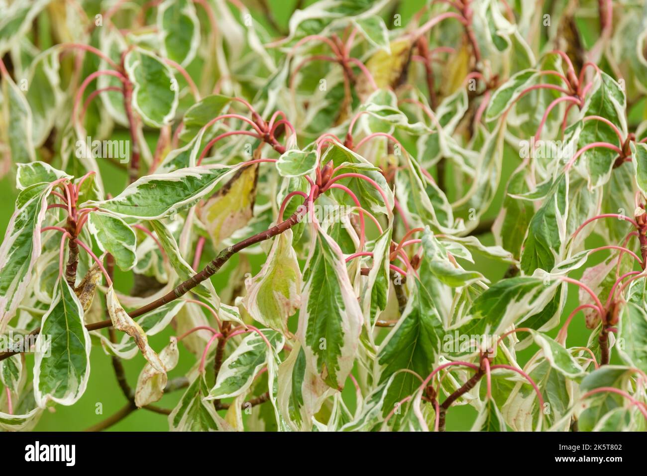 Cornus controversa 'Variegata', wedding cake tree, variegated table ...