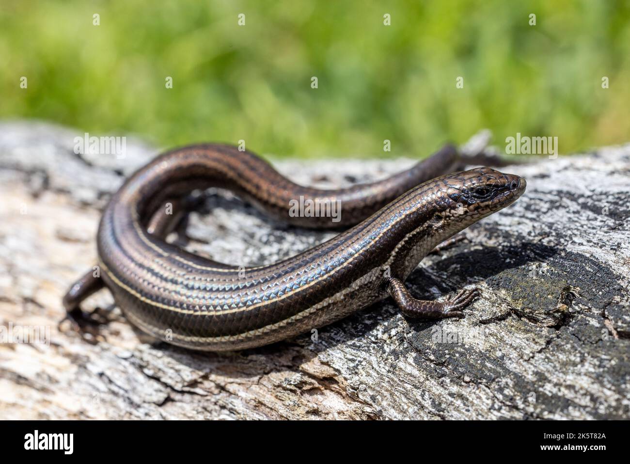 Eastern Three-lined Skink basking on log Stock Photo - Alamy