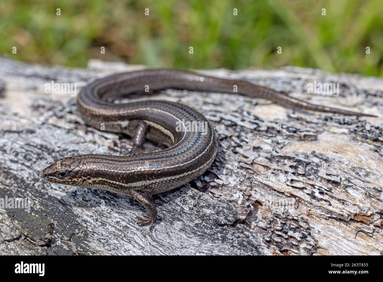 Three lined skink hi-res stock photography and images - Alamy