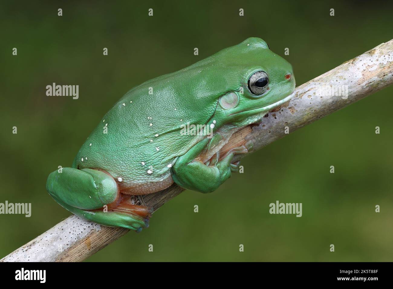 Australian Green Tree Frog resting on tree branch Stock Photo - Alamy