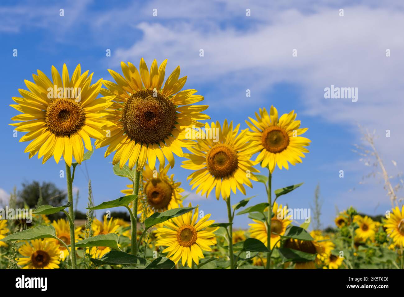 Visual aid of an agronomist: an example of how non-synchronously grow ...