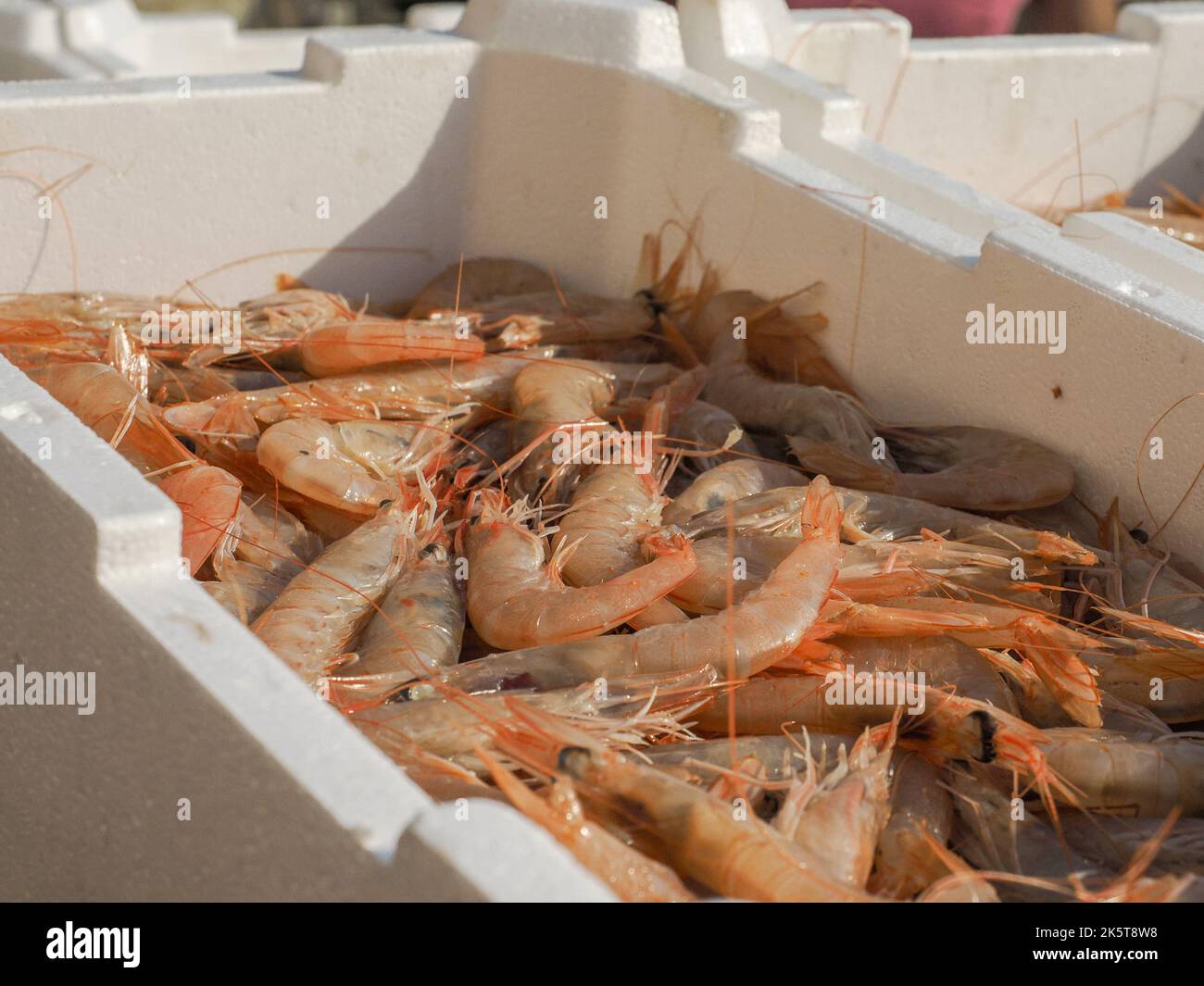 fresh shrimp in polystyrene box on fishing boat at the dock Stock Photo ...