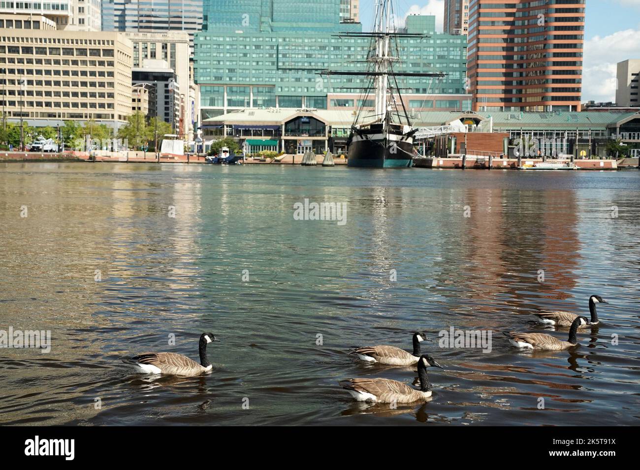 canadian goose swimming in baltimore maryland inner harbor view Stock ...