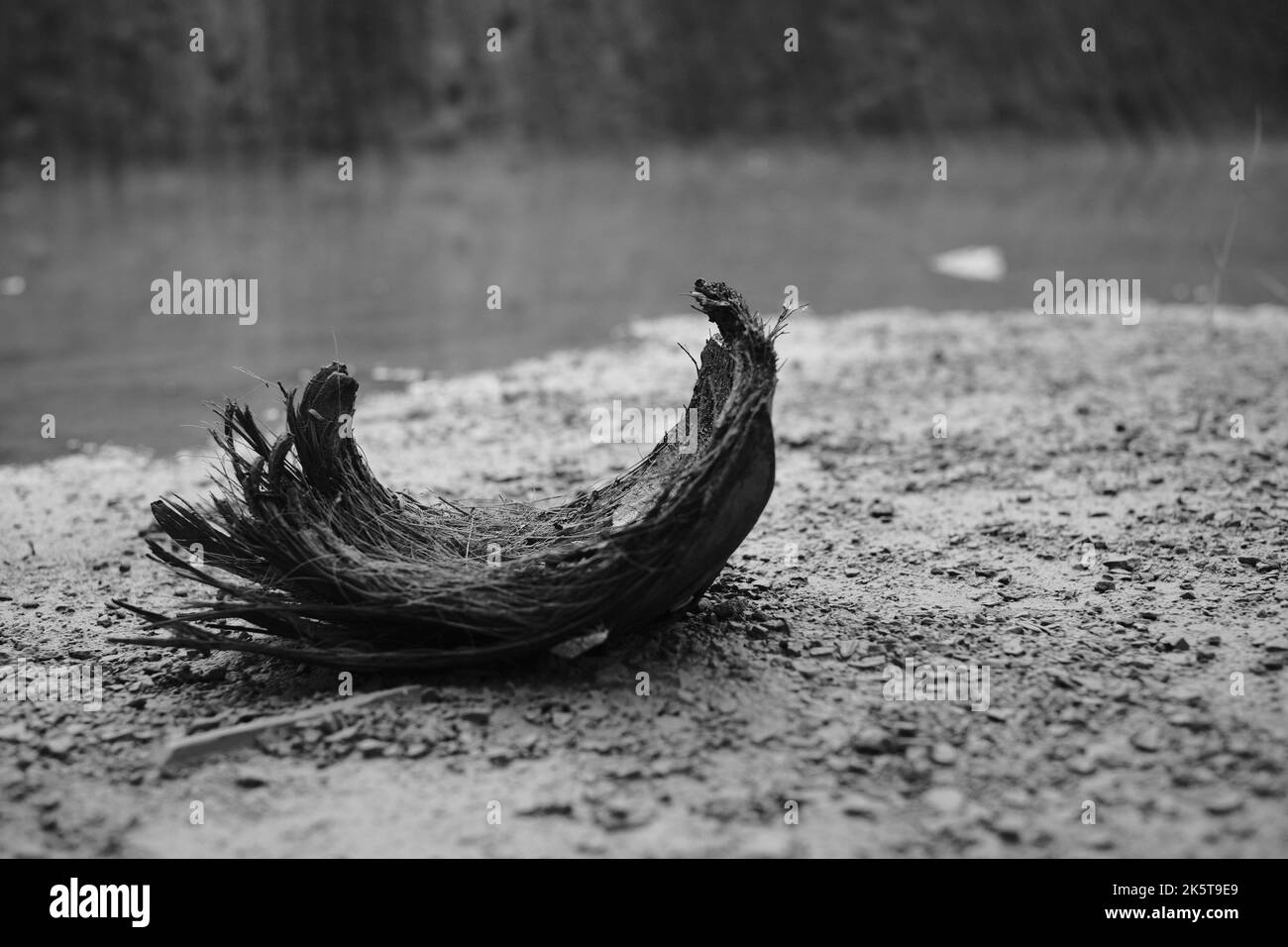Coconut coir, Monochrome photo of coconut coir waste being dumped on ...