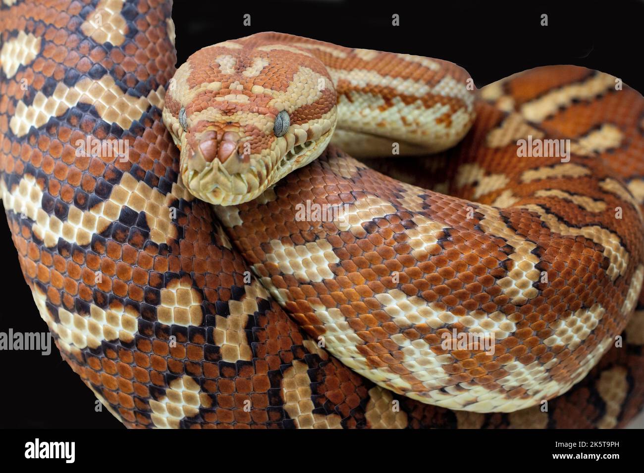 Morelia bredli hi-res stock photography and images - Alamy