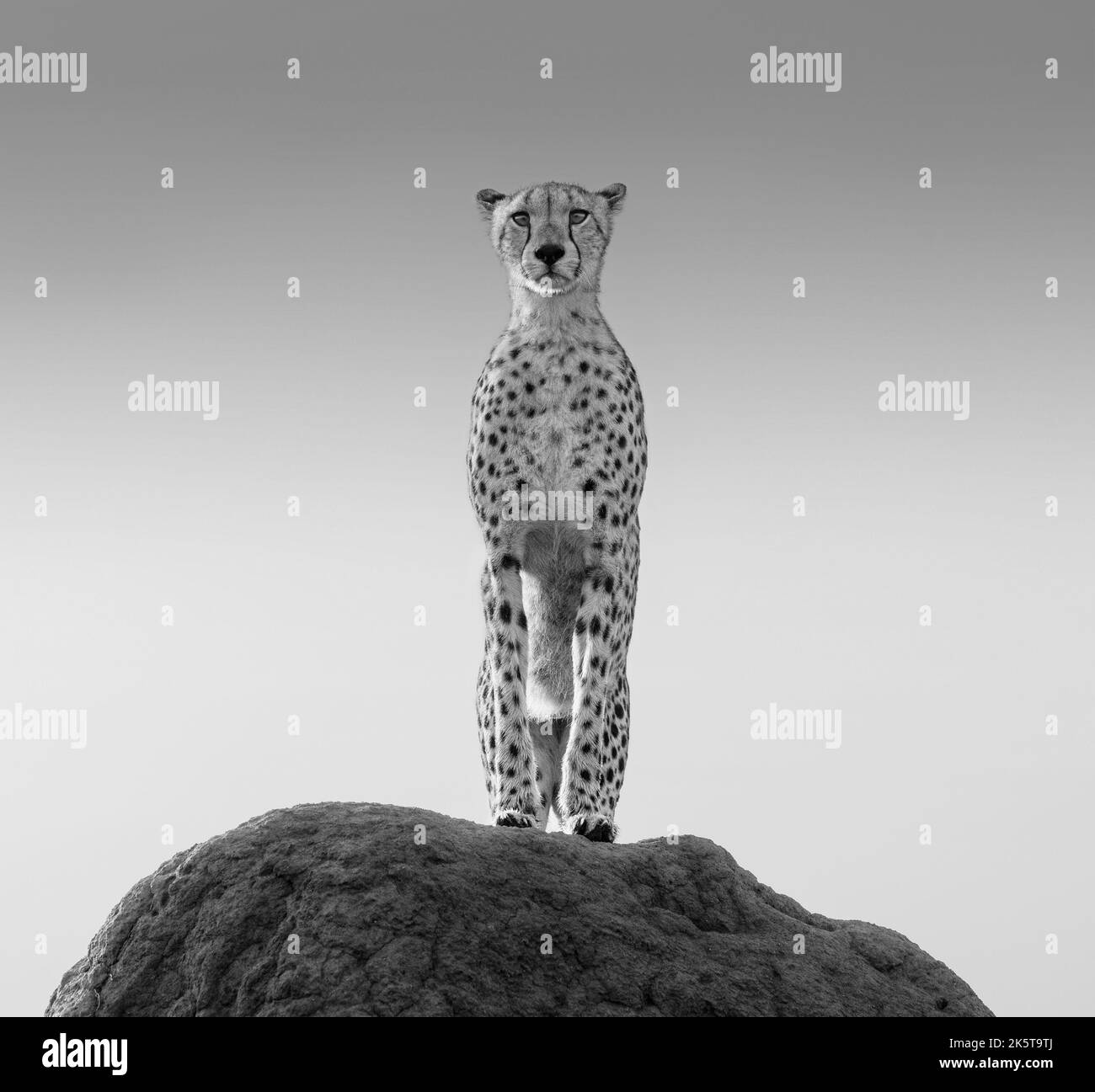 A cheetah staring from its rock. Africa: THESE INCREDIBLE images from a ...