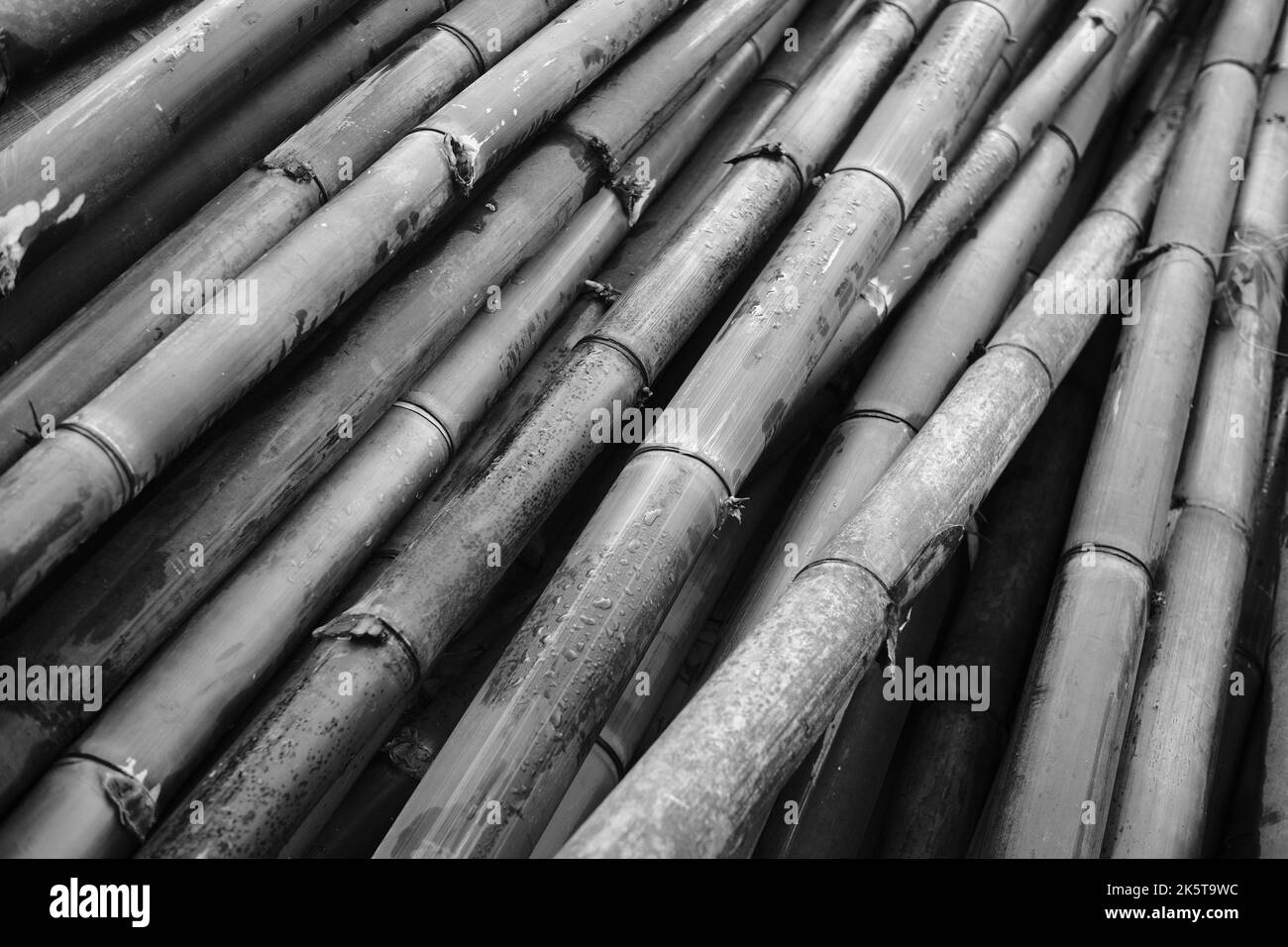 Bamboo texture, Monochrome photo of bamboo piles on the side of the ...