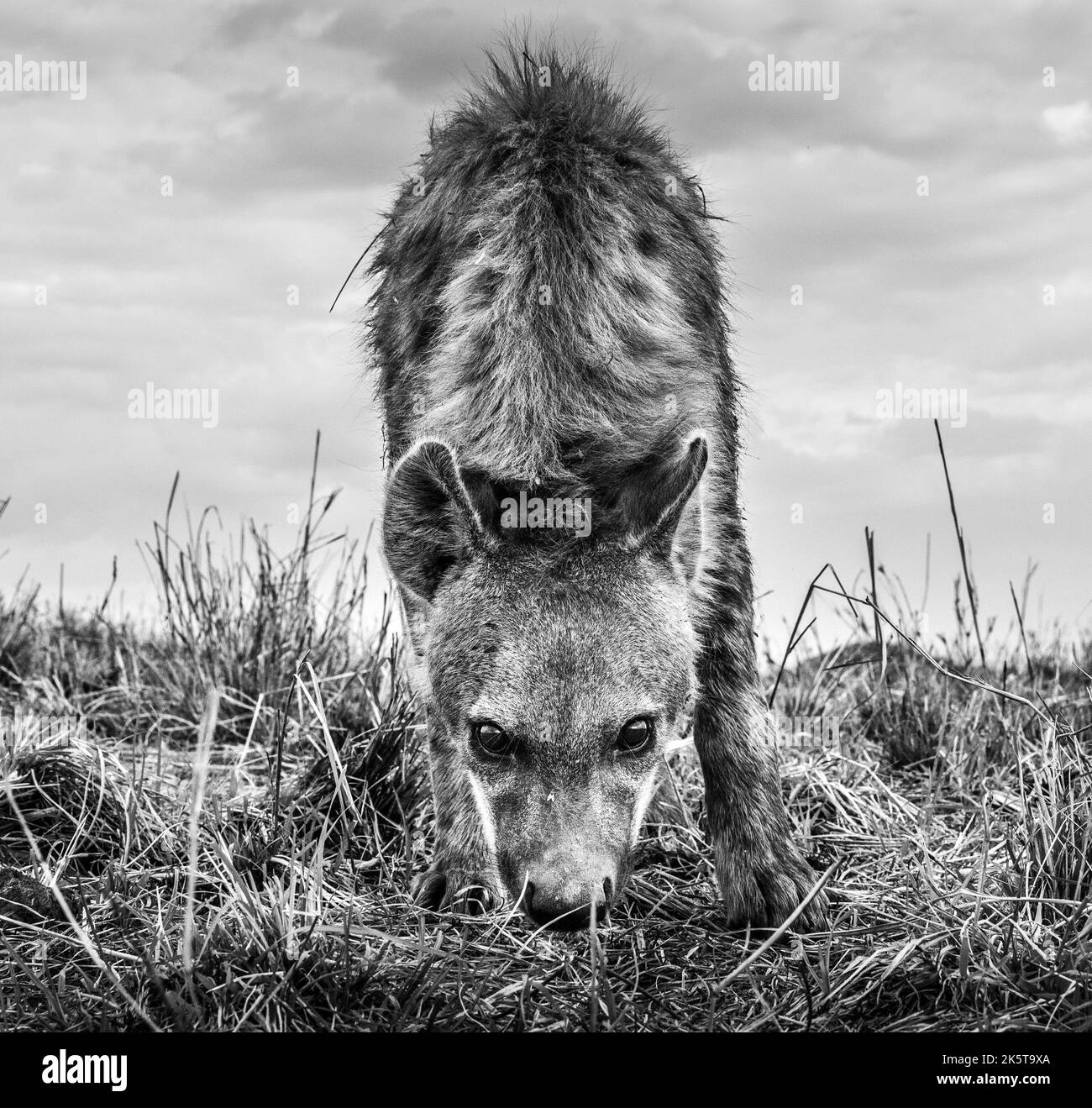 Black And White Hyena Pictures